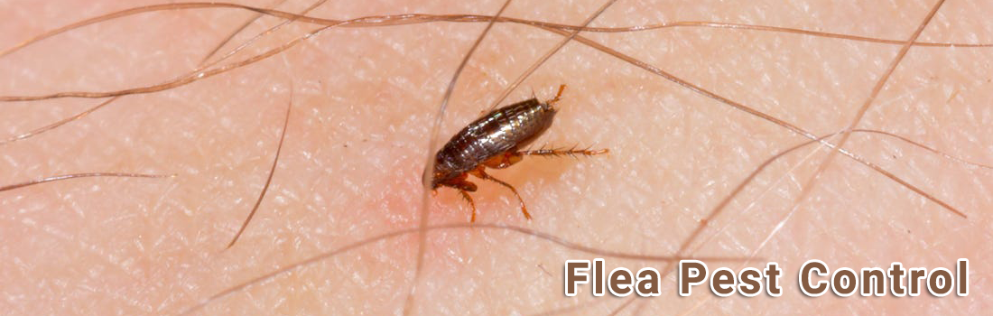Fleas - Santa Paula Pest Control Experts